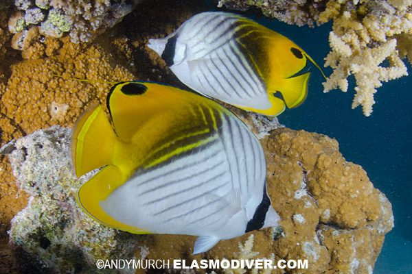 Threadfin Butterflyfish pictures - images of Chaetodon auriga